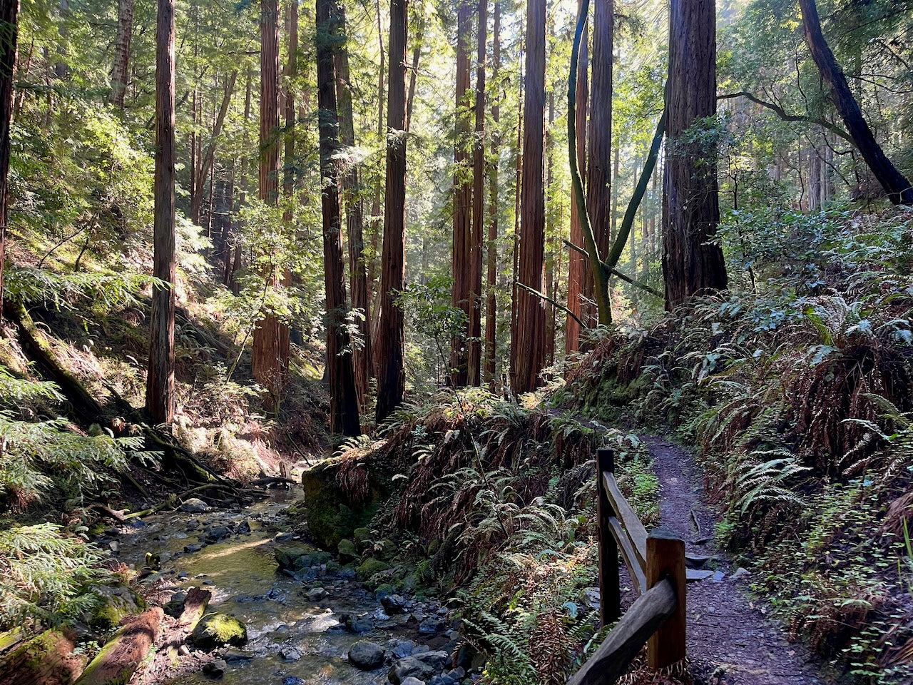 Muir Woods Bike & Hike
